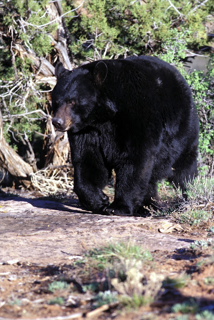 Backcountry Utah's Outdoor Adventure Journal: Wildlife Board approves ...