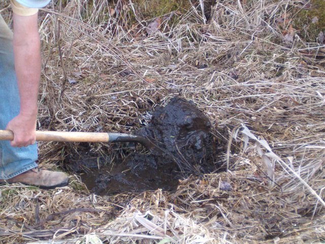 Plants and Stones: Muck