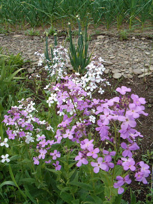Plants and Stones: Ditch Weed