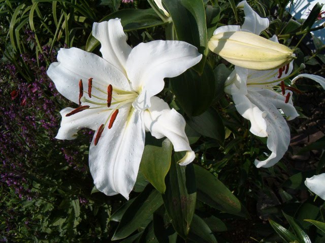 Plants and Stones: July 2010