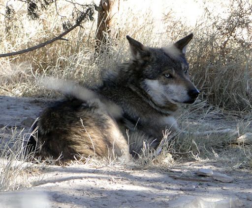Reflection's Flora and Fauna: Mexican Wolf, Living Desert State Park ...