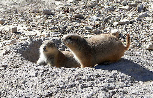 Reflection's Flora and Fauna: The Prairie Dogs, Living Desert State ...