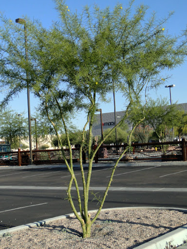 Reflection's Flora and Fauna: Palo Verde Tree, And It's Flower