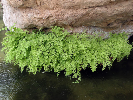 Reflection's Flora and Fauna: Maiden Hair Fern