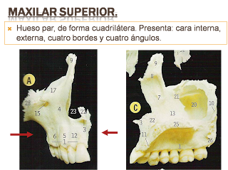 novadens.- Servicios Odontológicos.: Hueso Maxilar...