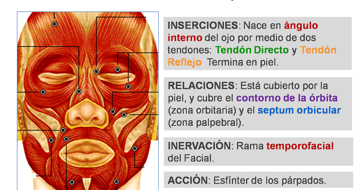 novadens.- Servicios Odontológicos.: Músculos de los Párpados.