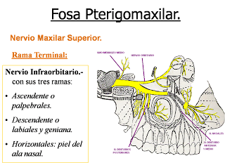 novadens.- Servicios Odontológicos.: Fosa Pterigoidea.