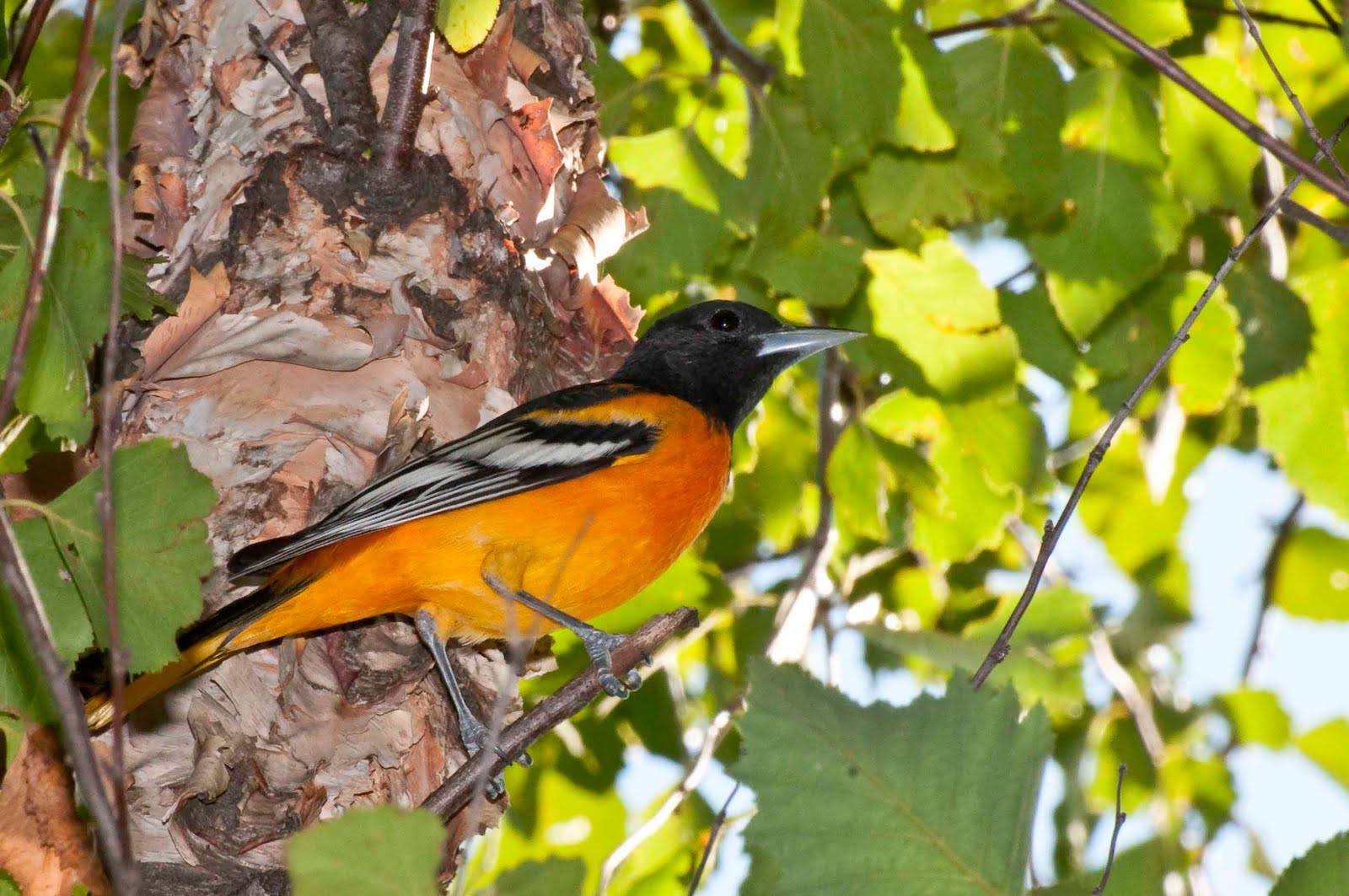 Jim McConnell Photography: Beautiful Baltimore Oriole