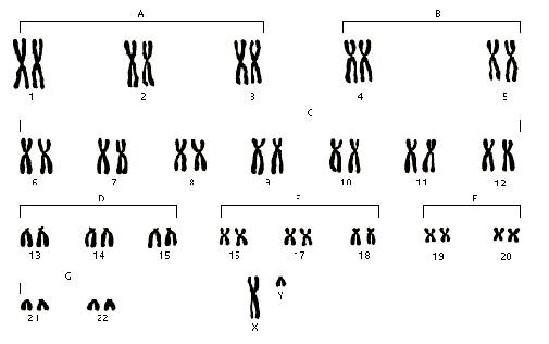 Genetica Moderna: cariotipos