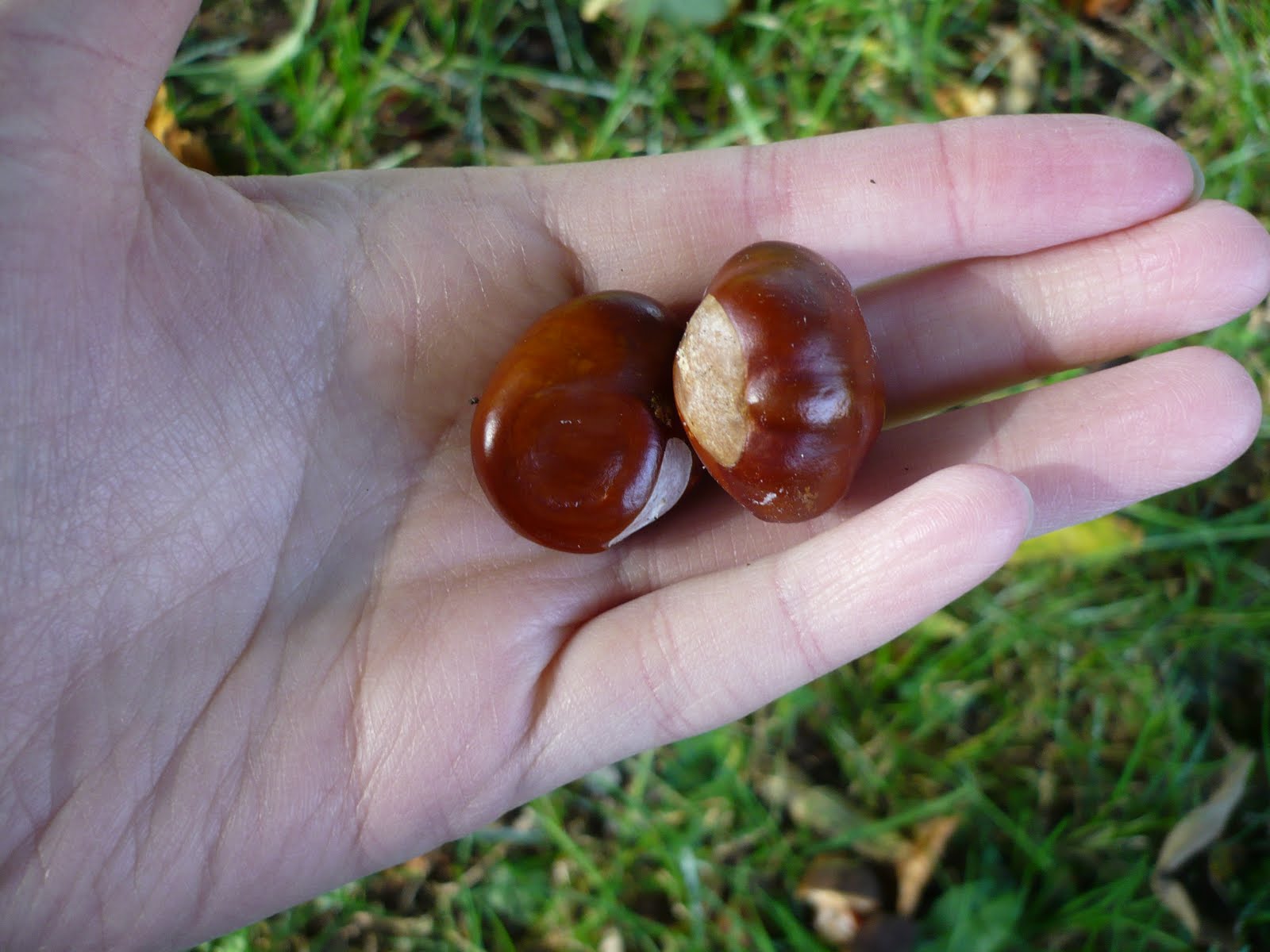 Sweet life.: Kastanjer.