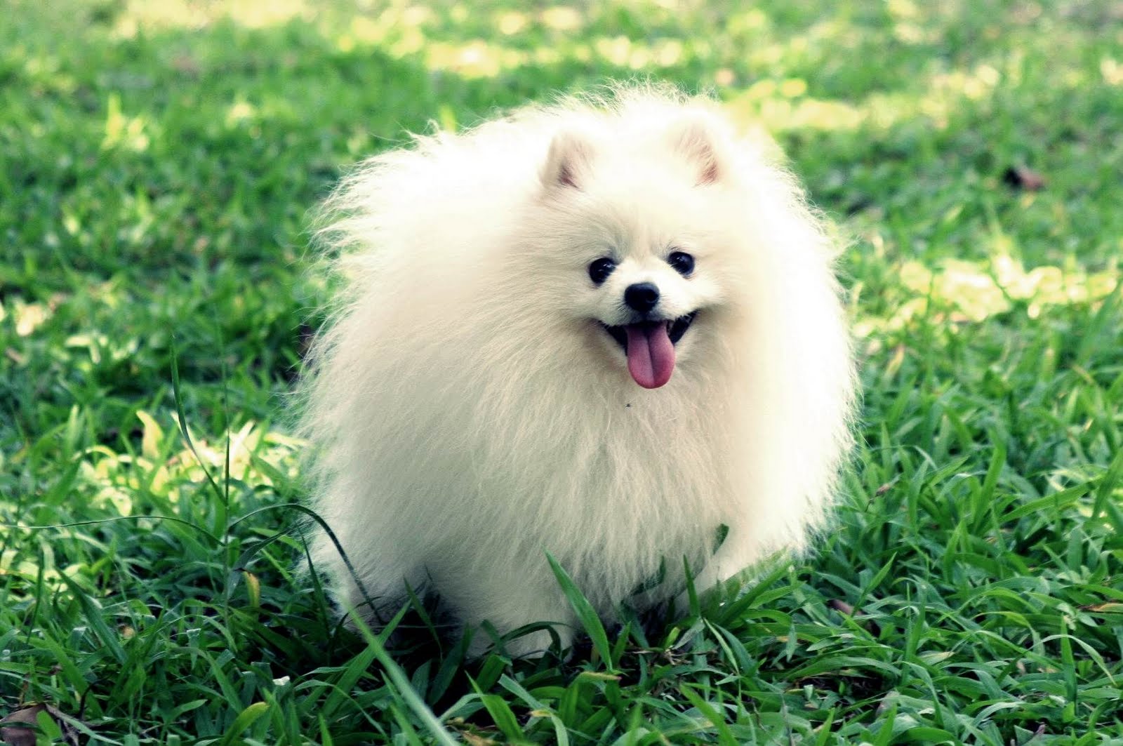 Write It Down..: Everybody Loves Pomeranian! :D