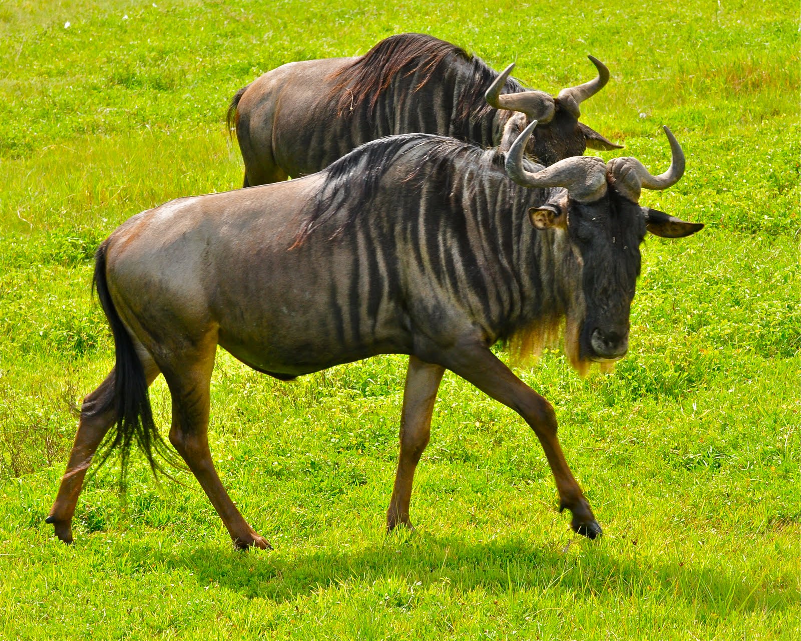 Viva la Voyage: The Wild Animals of Tanzania