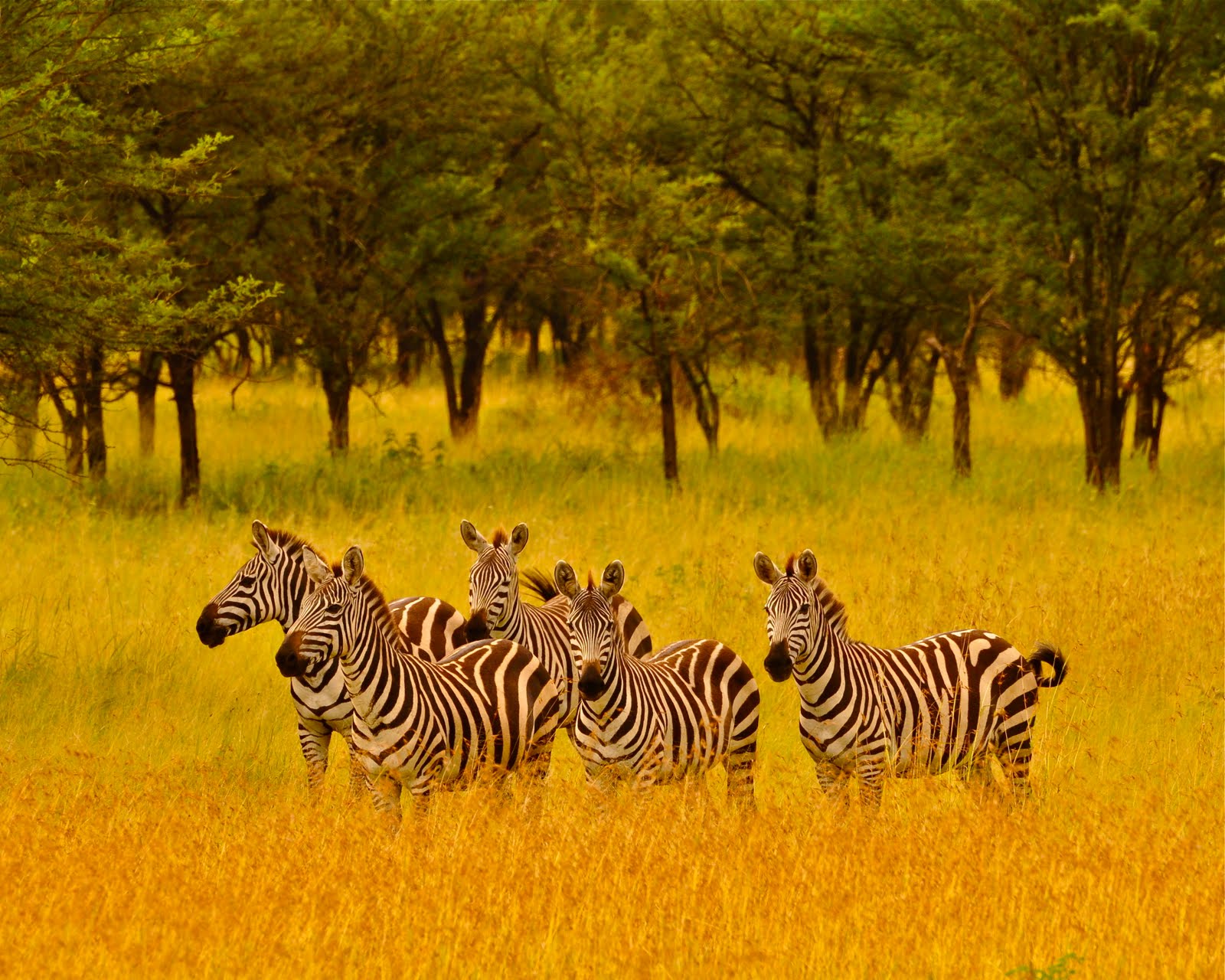 Viva la Voyage: The Wild Animals of Tanzania