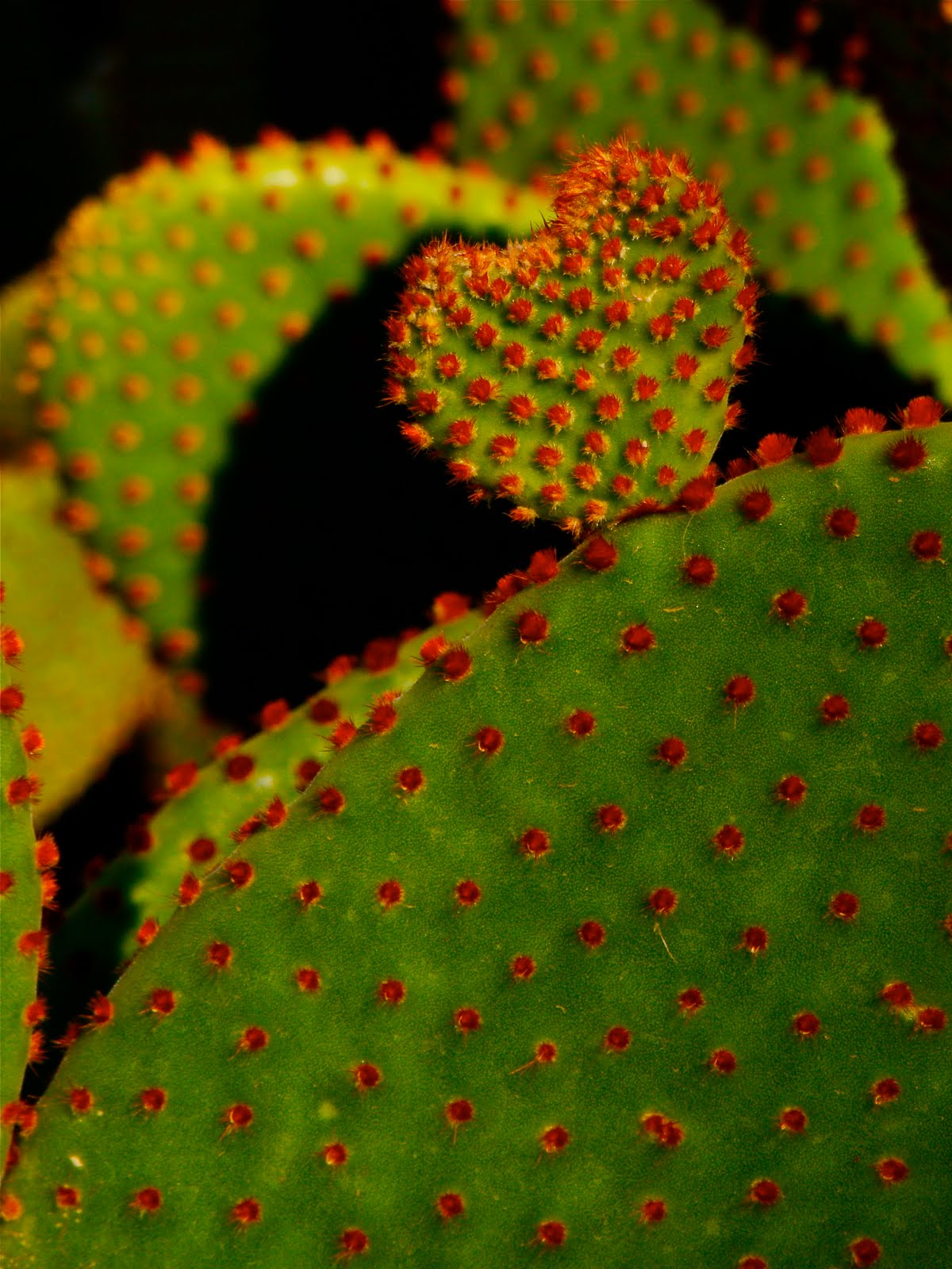 Scottsdale Daily Photo: Photo: Heart Cactus