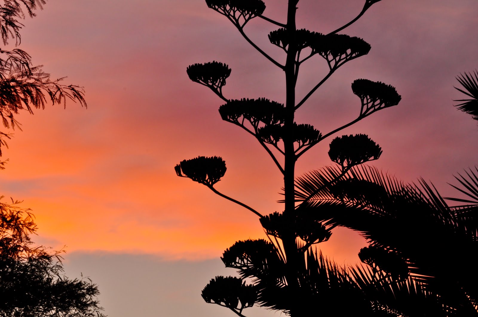 Scottsdale Daily Photo: Agave Cactus Blooms At Sunset