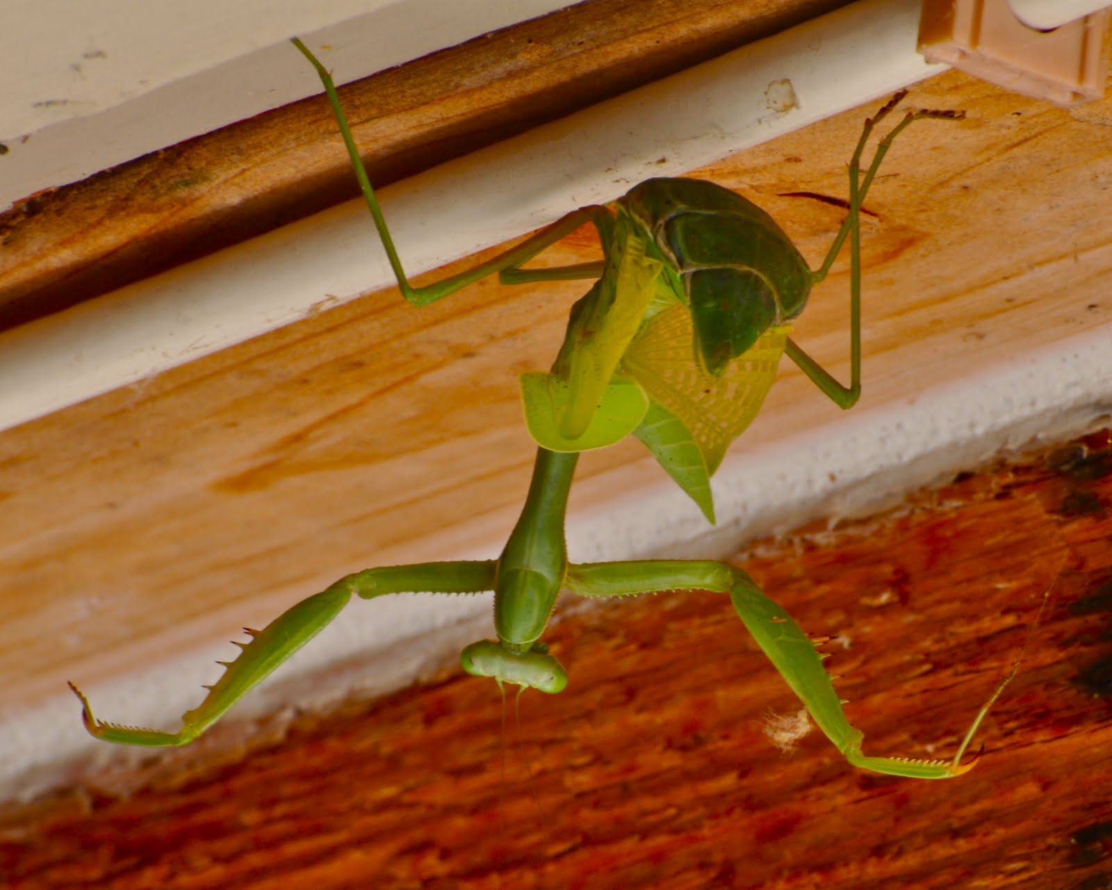 Scottsdale Daily Photo: Photo: Praying Mantis in Defense Posture