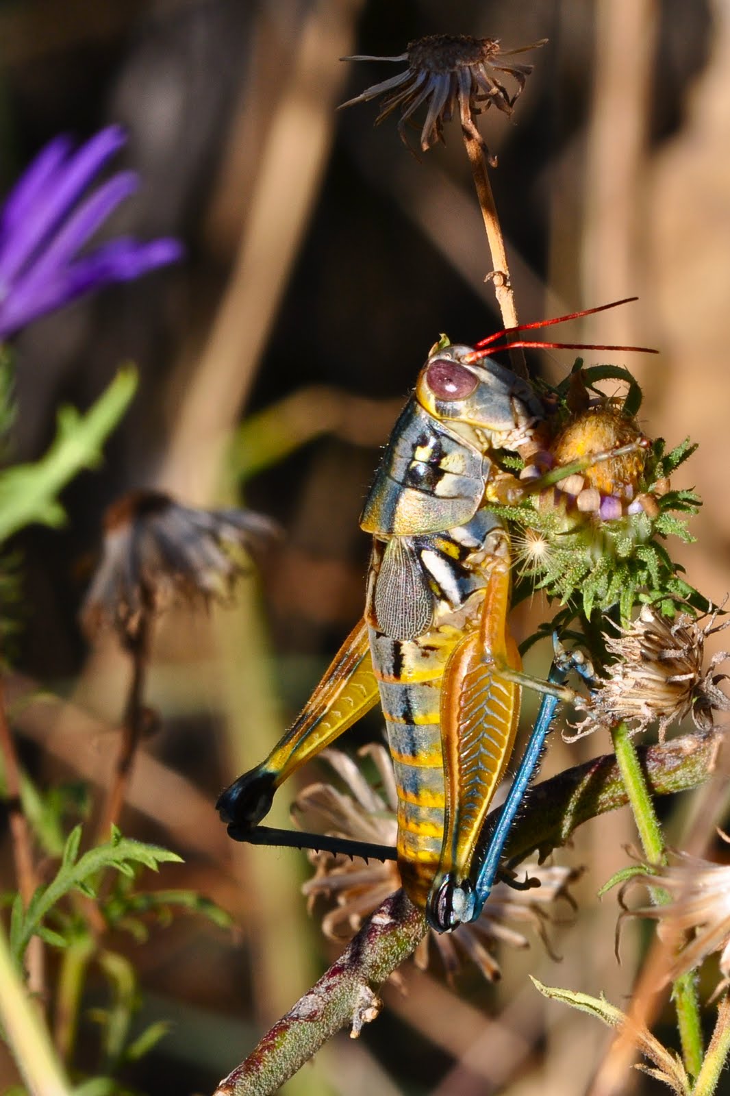 Scottsdale Daily Photo: Photo: Multi-Colored Grasshopper