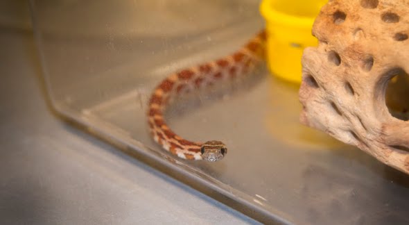 Pacific Science Center Life Sciences: Baby Corn Snake Arrives
