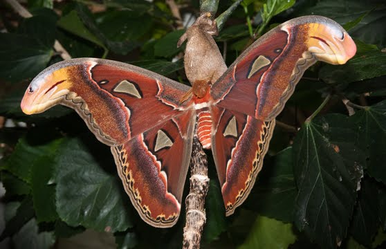 Pacific Science Center Life Sciences: Atlas Moths