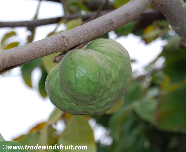 Saúde pelas Plantas: Frutas Exóticas - Cherimóia