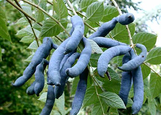 Planeta Meio Ambiemte