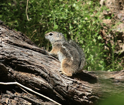 Fournier Adventures: ARIZONA FLORA AND FAUNA
