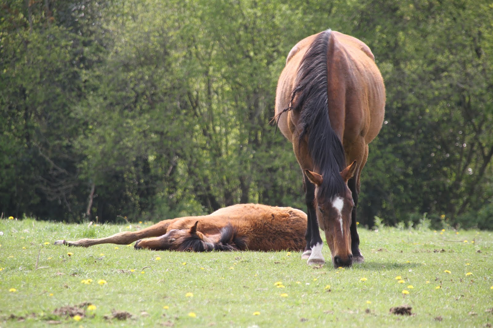 Christian Marechal Shiatsu