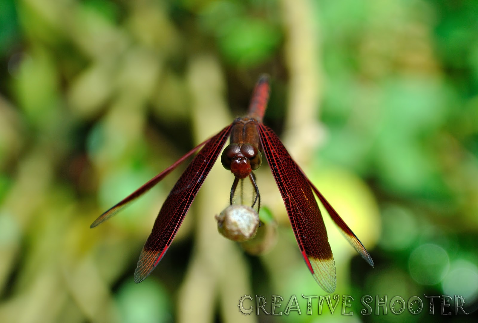 CLs IMAGES: DragonFly @ Pepatung