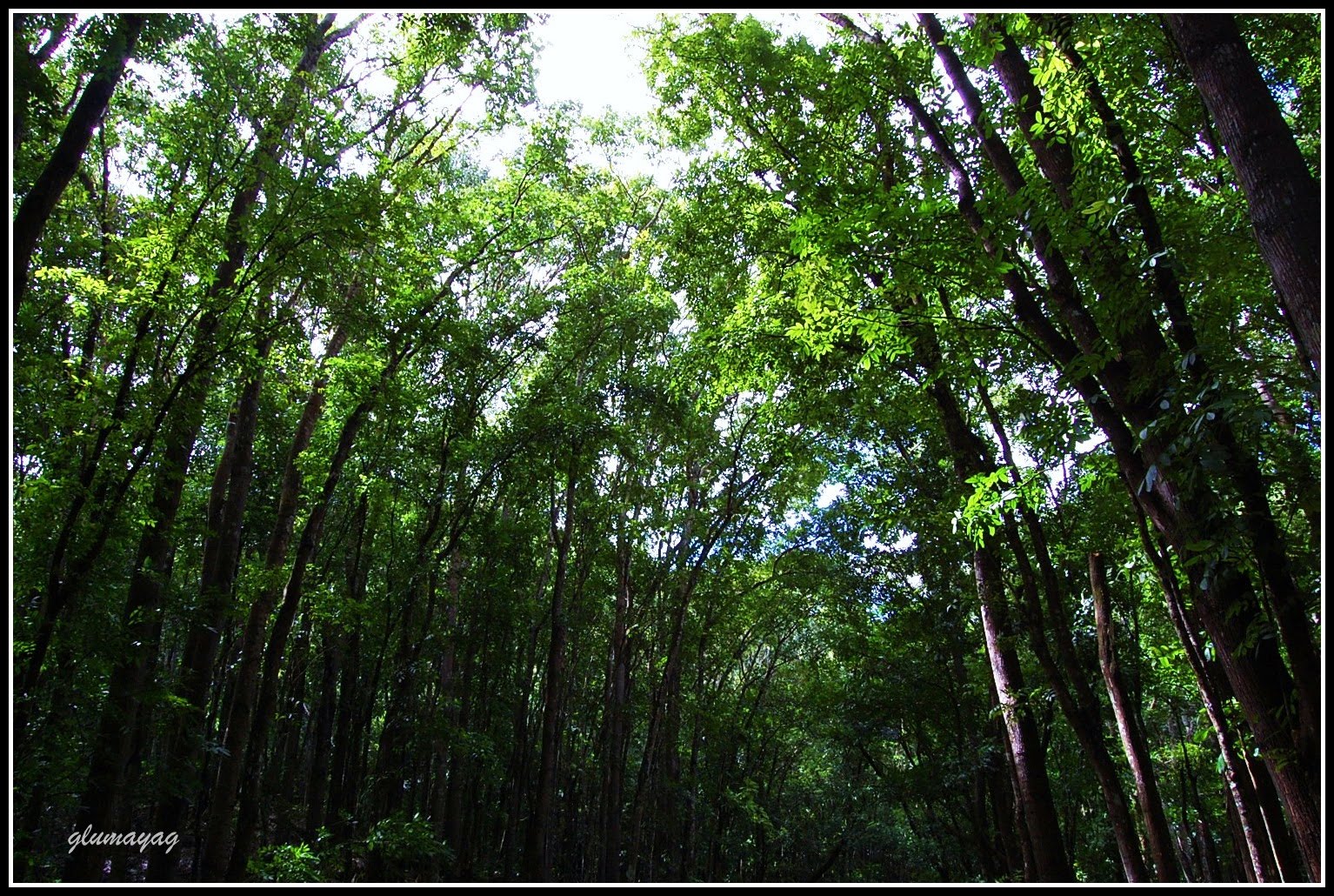 Travel ^ Adventure ^ Photography: ManMade Forest: BOHOL DAY TOUR