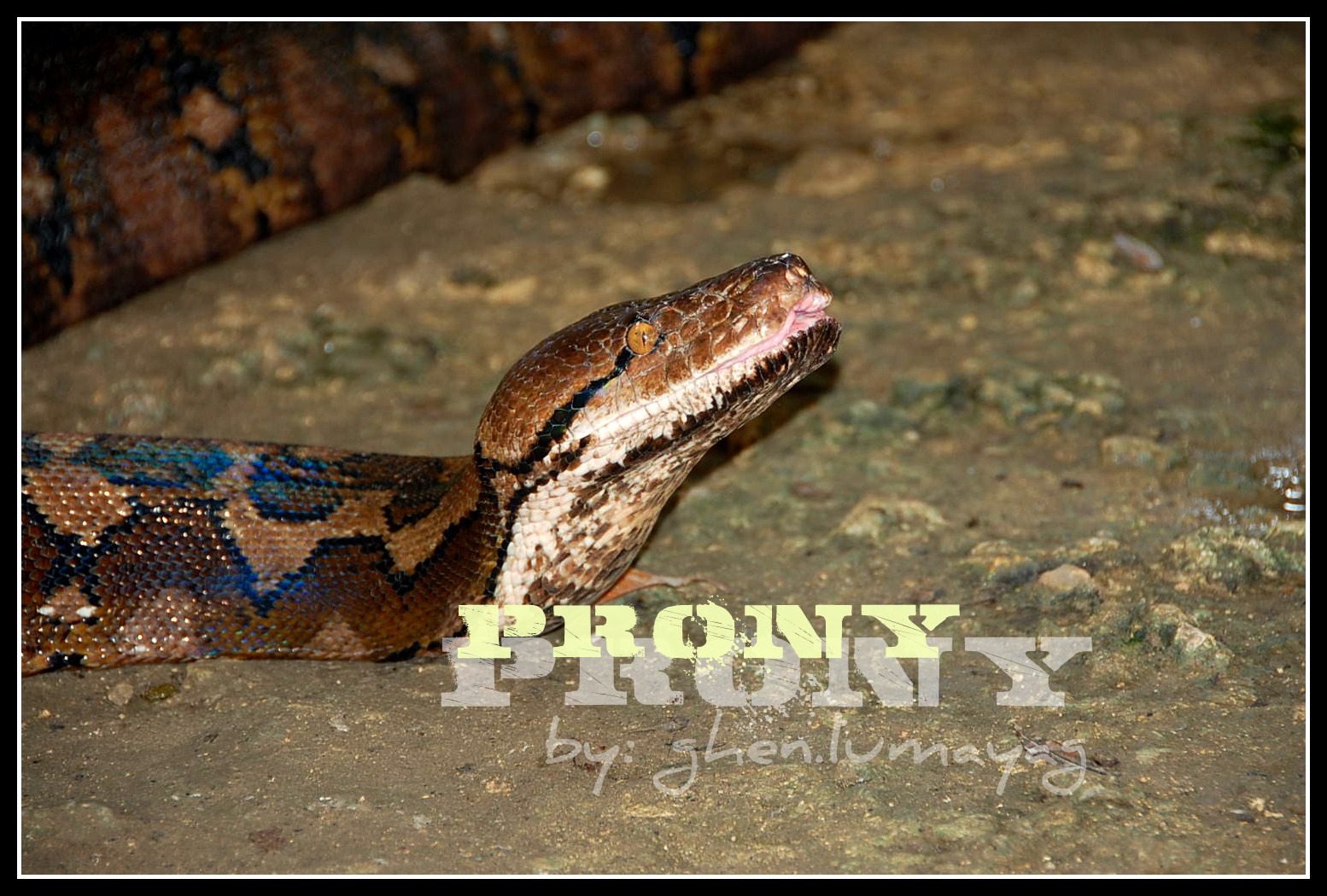 Travel ^ Adventure ^ Photography: Revisiting PRONY, the Giant Python