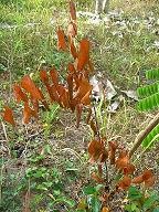 Philippine Native Forest Trees: A LESSON LEARNED.