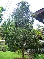Philippine Native Forest Trees: What am I doing wrong with my Almaciga?