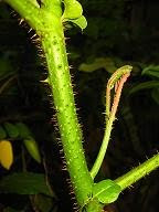 Philippine Native Forest Trees: Identifying the Seed.......Kalumbibit!