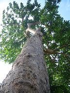 Philippine Native Forest Trees: Lamio (Dracontomelon Edule) the cousin ...