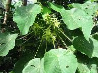 Philippine Native Forest Trees: BINUNGA (Macaranga tanarius).