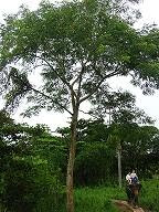 Philippine Native Forest Trees: Some Philippine trees indigenous to ...