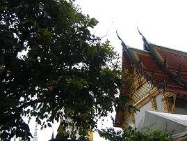 Philippine Native Forest Trees: 2010