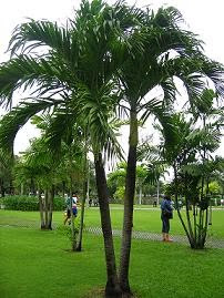 Philippine Trees Names And Pictures