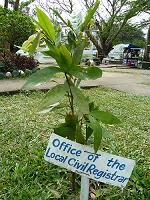 Philippine Native Forest Trees: Balitbitan seedlings planted in San ...