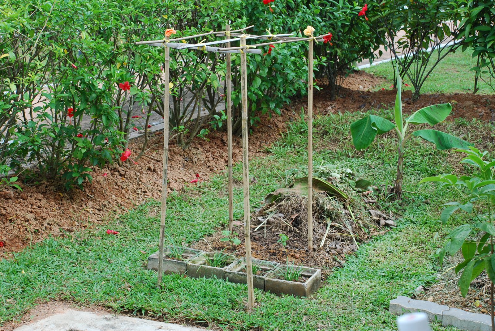 My little vegetable garden: Bitter gourds crawling up