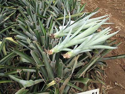 My little vegetable garden: Giving pineapple a chance.