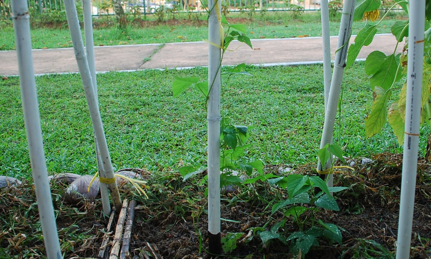 My little vegetable garden: Winged beans: at four locations