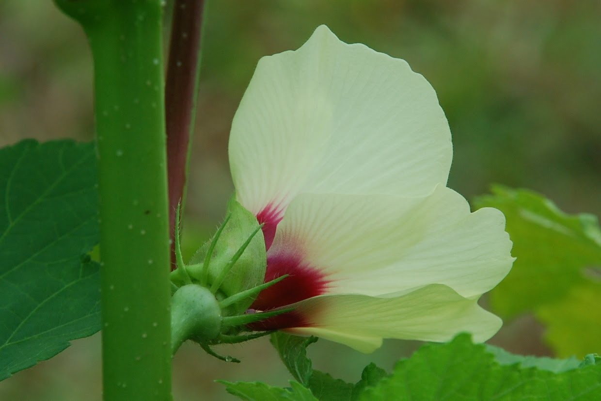 My little vegetable garden: Lady's fingers first flower.