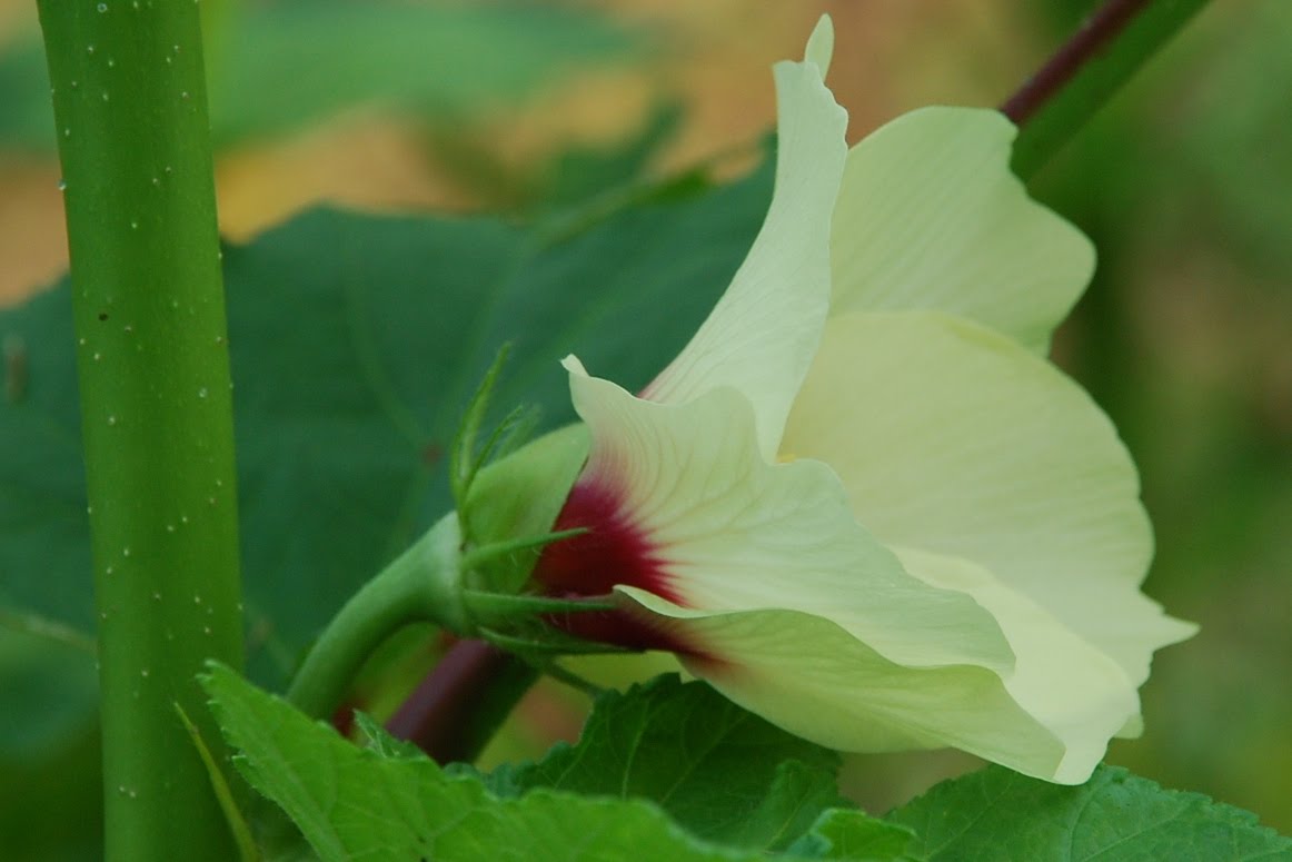 My little vegetable garden: Lady's fingers first flower.