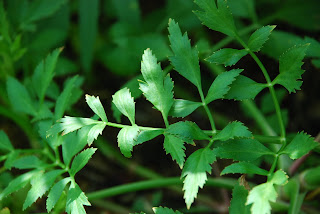 My little vegetable garden: Daun Selom, such delicacy.