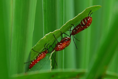 My little vegetable garden: A colony of red bugs in our garden