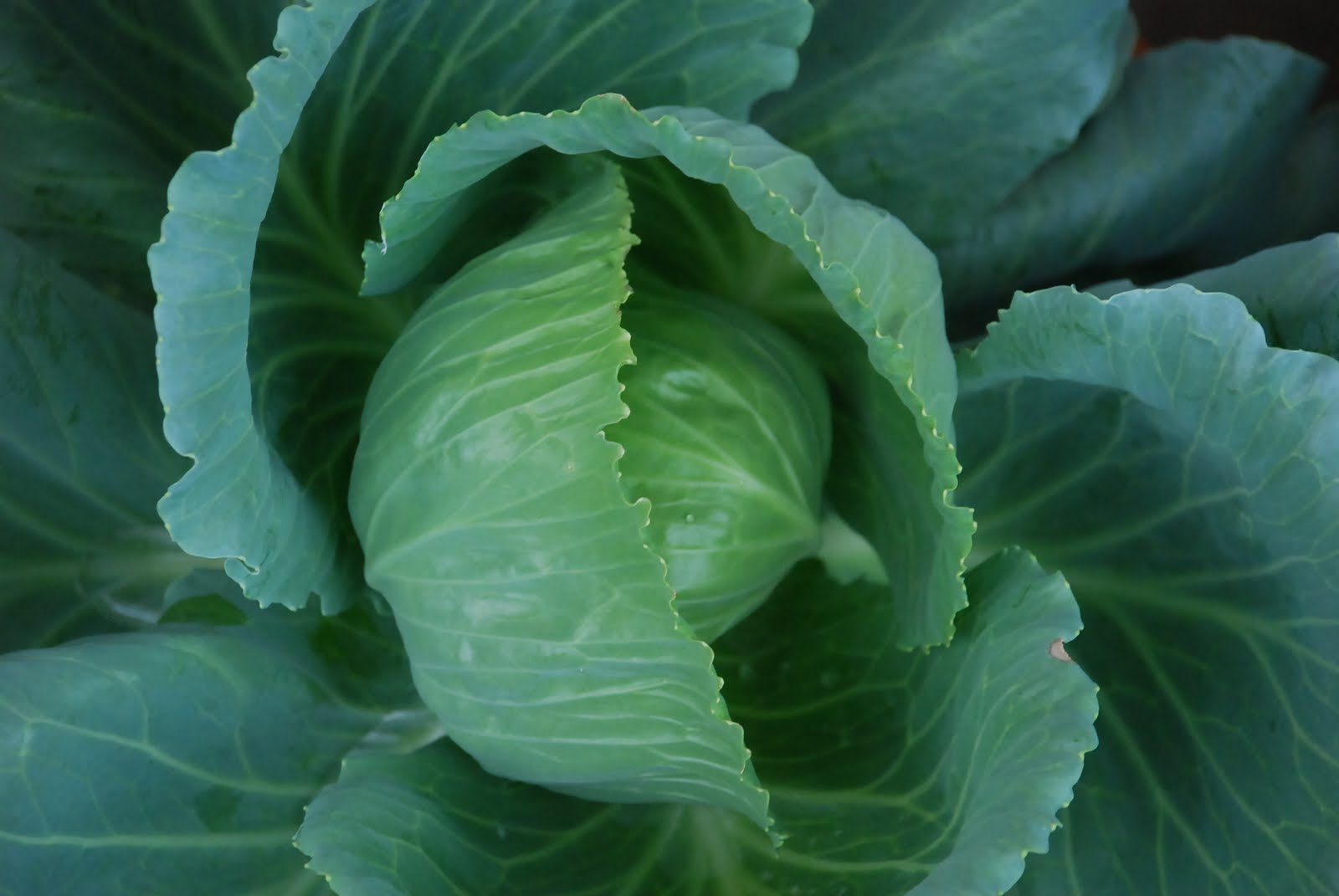 My little vegetable garden: Cabbages are taking shape.
