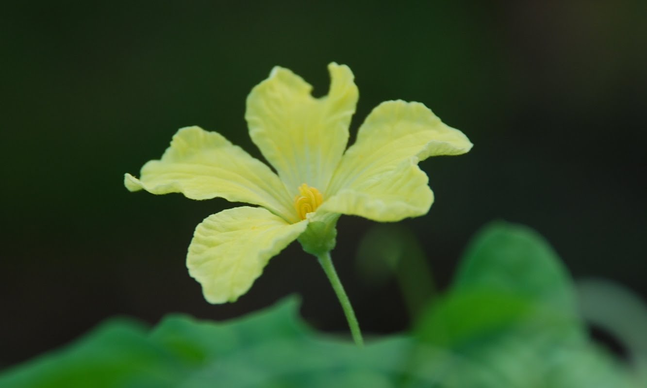 My little vegetable garden: bitter gourds: the male flowers