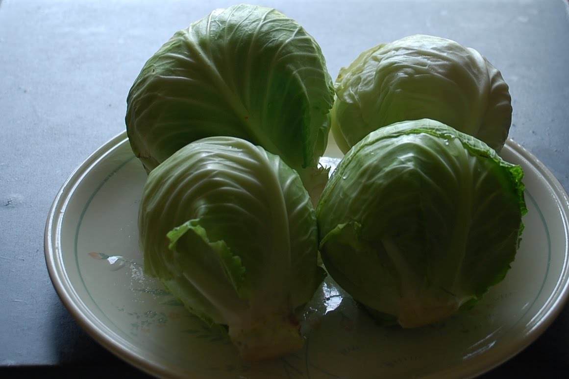 My little vegetable garden: Harvesting home-grown cabbages.
