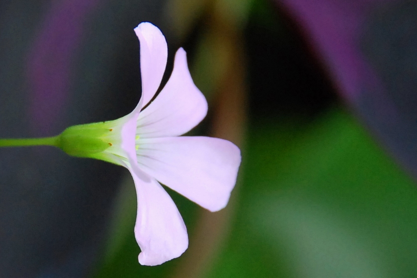 My little vegetable garden: Oxalis Triangularis: stems, foliage and flowers